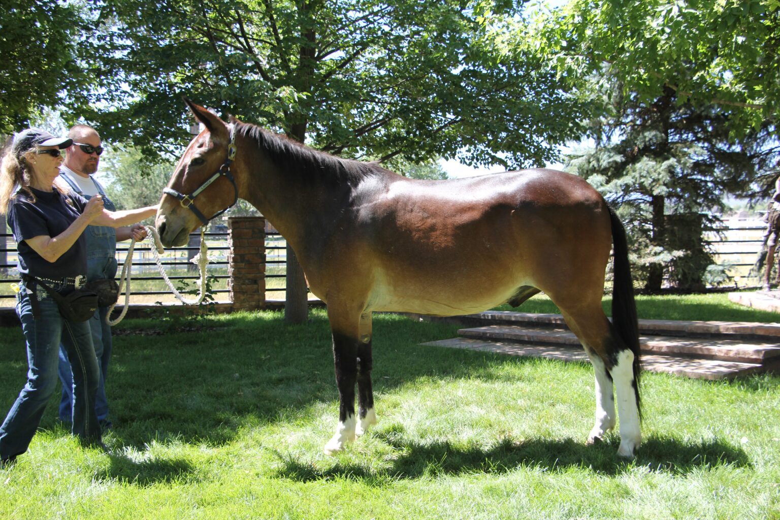 MULE CROSSING: Mule Conformation – Mule, Donkey & Horse Training with ...