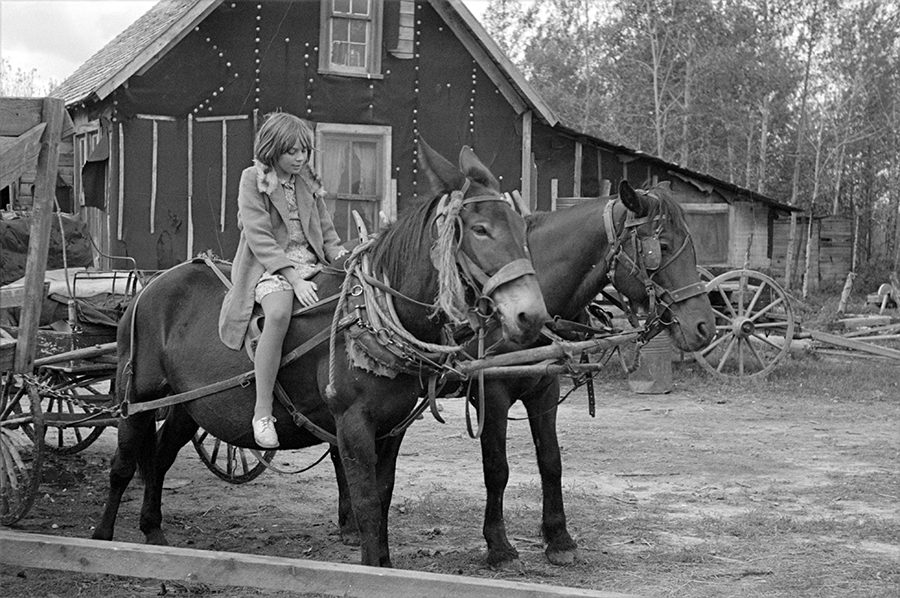 MULE CROSSING: Celebrating the Pioneer Spirit of the American Mule ...