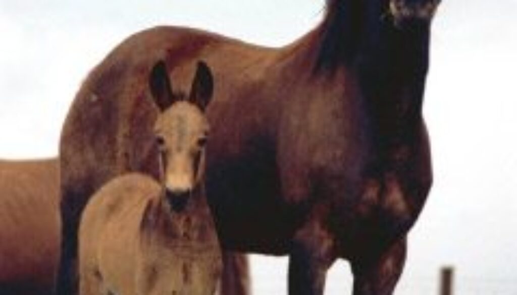 MULE CROSSING: Meredith’s Mule/Donkey Poetry — Angel and Cyclone – Mule ...