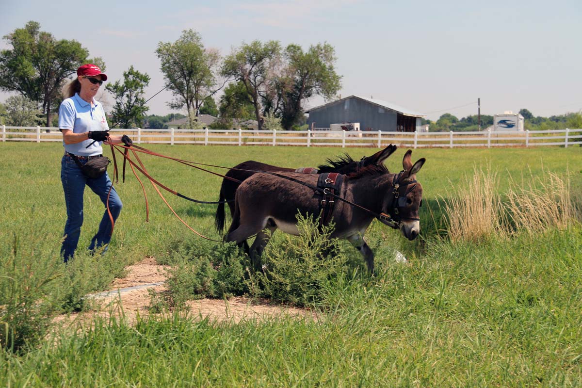 Another Augie and Spuds Adventure: Ground Drive Hayfield 8-19-16 – Mule ...