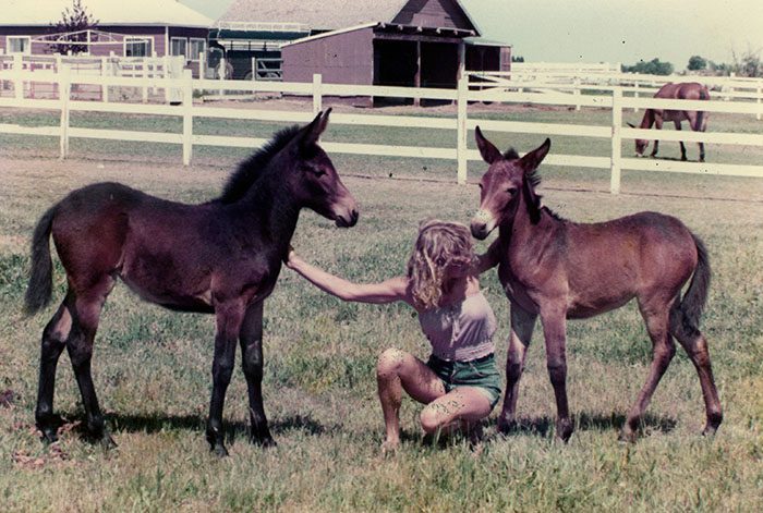 MULE CROSSING: The Mule Foal – Mule, Donkey & Horse Training with ...