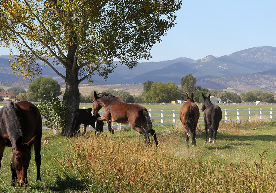 MULE CROSSING: Why Mules Are Exceptional – Mule, Donkey & Horse ...