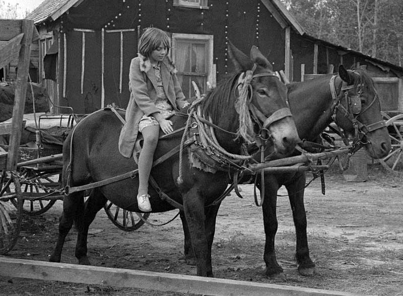 MULE CROSSING: Suitability of Donkeys and Mules For Children – Mule ...