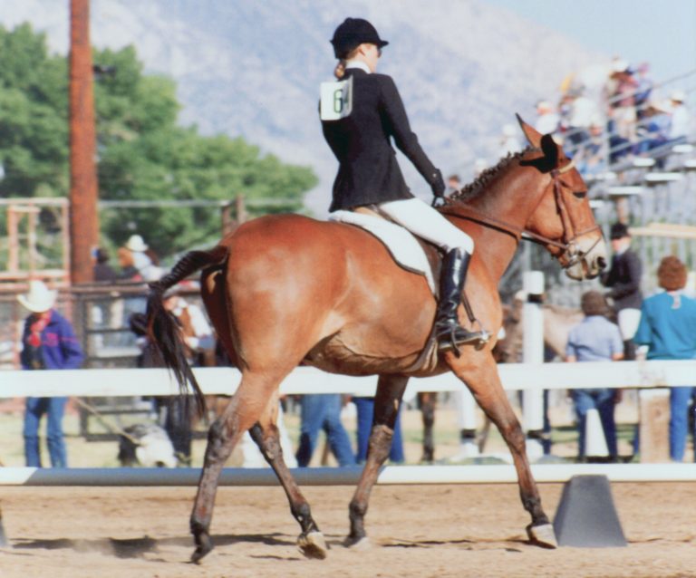 MULE CROSSING: Dancing with Mules – Mule, Donkey & Horse Training with ...