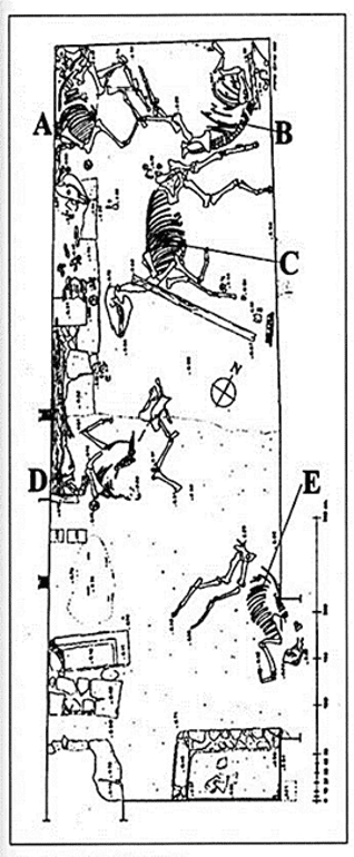 From the SWISS BULLETIN: Evidence of mules in ancient times, Part 2 ...