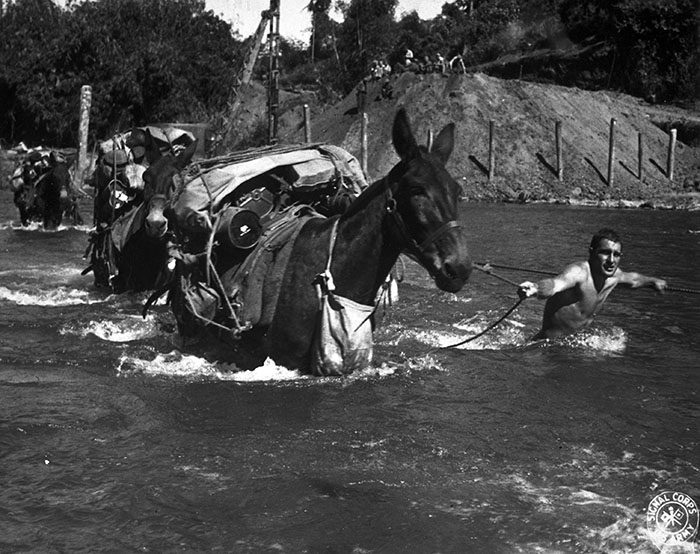 MULE CROSSING: Making History with Mules, Part 3 – Mule, Donkey & Horse ...