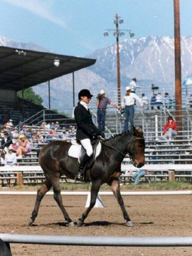 MULE CROSSING: Dressage Explained – Mule, Donkey & Horse Training with ...
