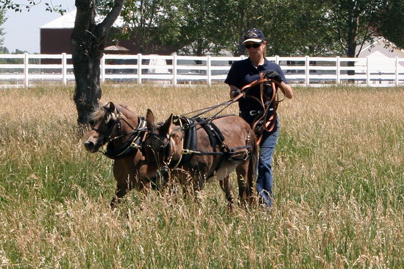 MULE CROSSING: Getting Down with Minis, Part 1 – Mule, Donkey & Horse ...