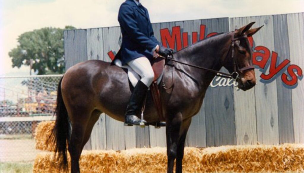 MULE CROSSING: To Wear Breeches or Not – Mule, Donkey & Horse Training ...