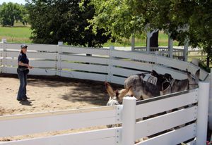 WRANGLER’S DONKEY DIARY: Ground Driving with Chasity: 7-7-20 – Mule ...