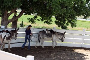WRANGLER’S DONKEY DIARY: Ground Driving with Chasity: 7-7-20 – Mule ...