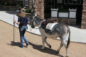 WRANGLER’S DONKEY DIARY: Ground Driving with Chasity: 7-7-20 – Mule ...