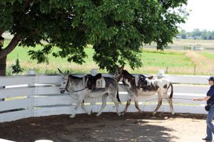 WRANGLER’S DONKEY DIARY: Ground Driving with Chasity: 7-7-20 – Mule ...