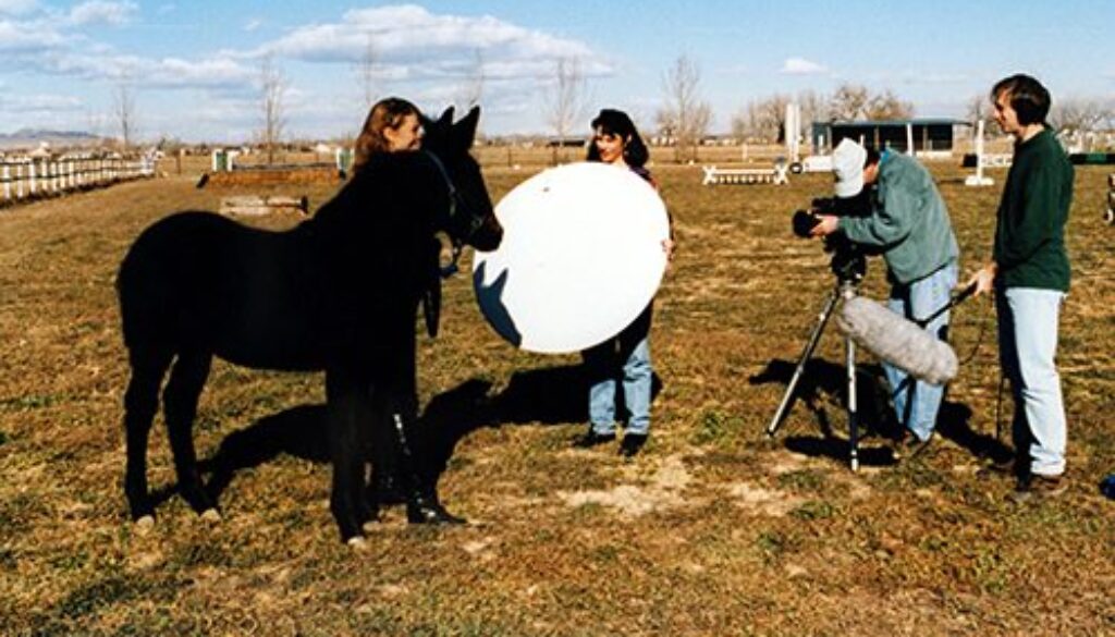 MULE CROSSING: Mule & Donkey Movies & TV Shows – Mule, Donkey & Horse ...