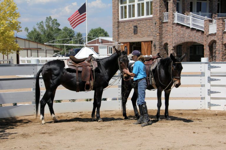 MULE CROSSING: Contemporary Mules – Mule, Donkey & Horse Training with ...