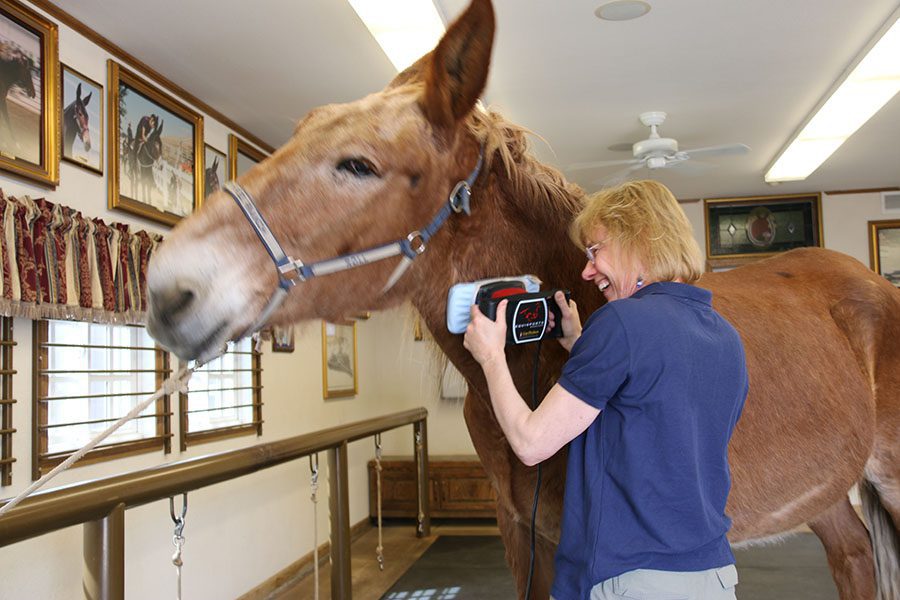What’s New with Roll? Roll’s Insights into Massage Therapy – Mule ...