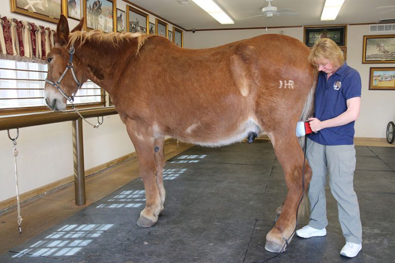 What’s New with Roll? Roll’s Insights into Massage Therapy – Mule ...