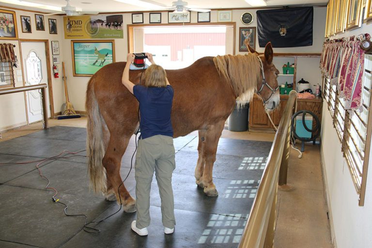 What’s New with Roll? Roll’s Insights into Massage Therapy – Mule ...