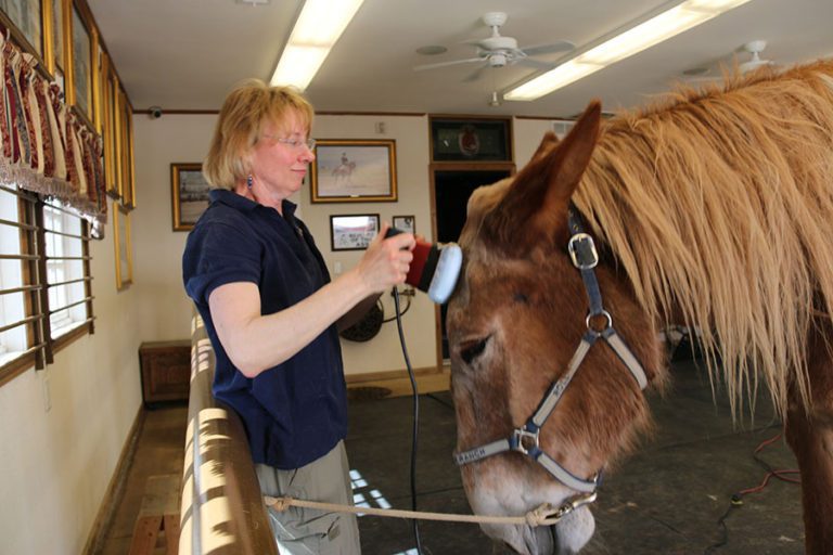 What’s New with Roll? Roll’s Insights into Massage Therapy – Mule ...