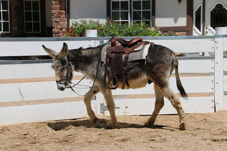 Wrangler’s Donkey Diary: Second Lesson Day 6-4-18 – Mule, Donkey ...