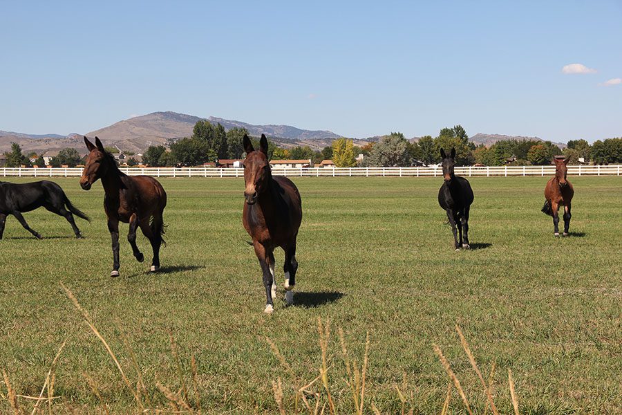 MULE CROSSING: Why Mules Are Exceptional – Mule, Donkey & Horse ...
