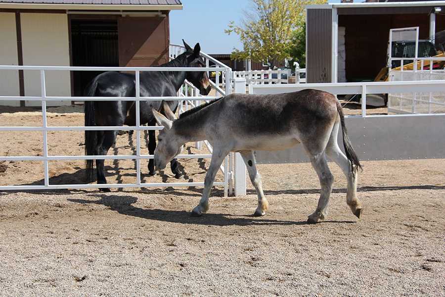 Wrangler’s Donkey Diary: First Turnout Day 7-28-17 – Mule, Donkey ...