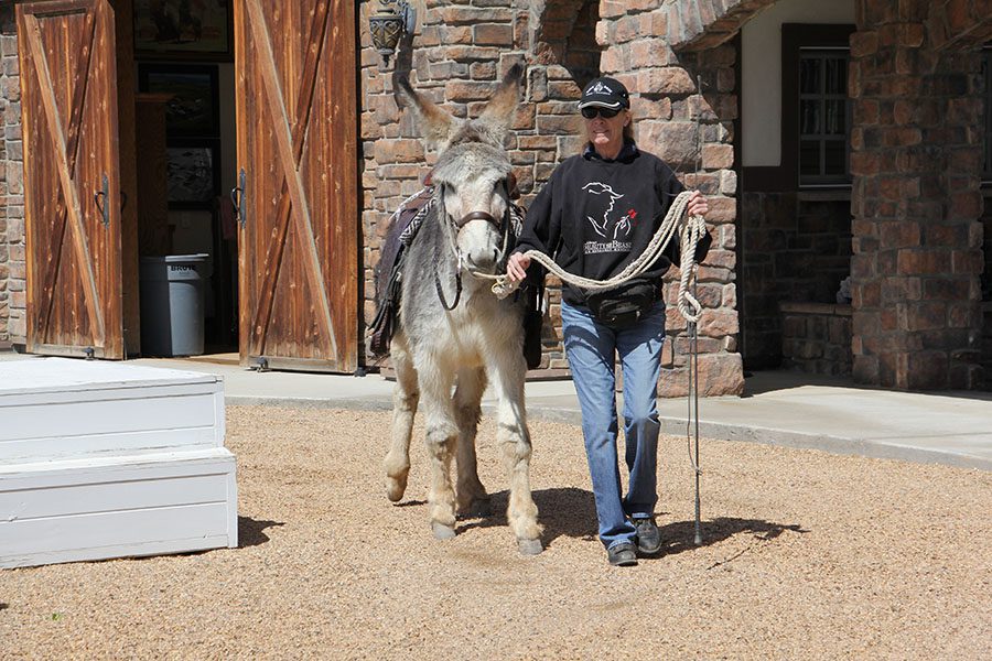 Wrangler’s Donkey Diary: First Lesson Day – Mule, Donkey & Horse ...