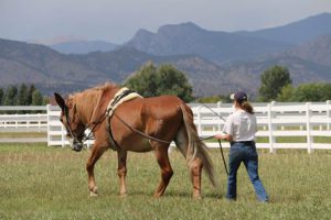 What’s New with Roll? Ground Driving the Pasture – Mule, Donkey & Horse ...