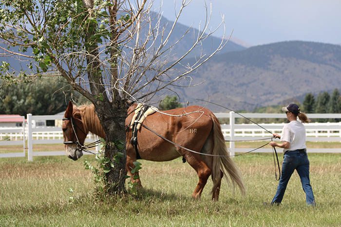 What’s New with Roll? Ground Driving the Pasture – Mule, Donkey & Horse ...