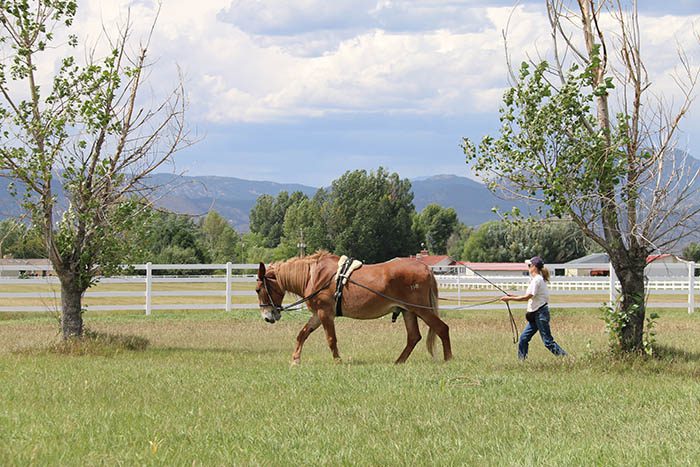 What’s New with Roll? Ground Driving the Pasture – Mule, Donkey & Horse ...