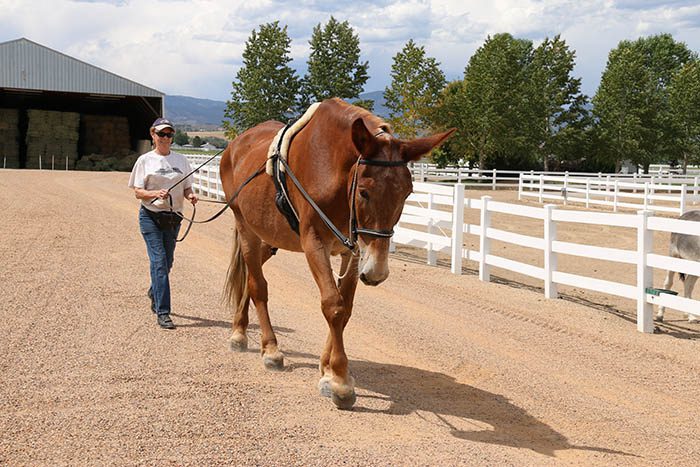 What’s New with Roll? Ground Driving the Pasture – Mule, Donkey & Horse ...