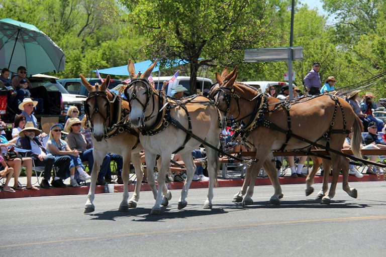 MULE CROSSING: Leverage Versus Abuse – Mule, Donkey & Horse Training ...