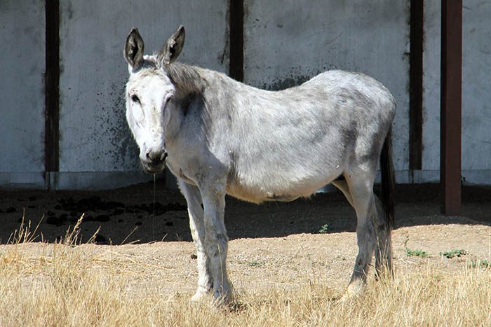 MULE CROSSING: Differences Among Horses, Mules and Donkeys – Mule ...