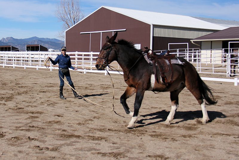 MULE CROSSING: Rewards, Treats, Coaxing and Bribing – Mule, Donkey ...