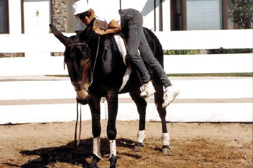 MULE CROSSING: Introducing Under-Saddle Training – Mule, Donkey & Horse ...