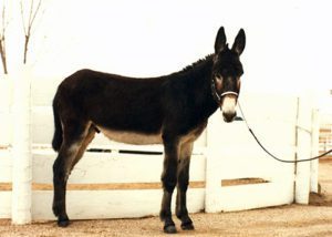 MULE CROSSING: Choosing the Right Jack – Mule, Donkey & Horse Training ...
