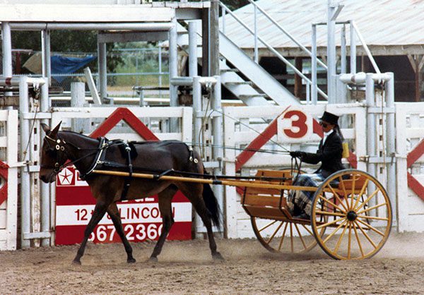 MULE CROSSING: Showing in Harness – Mule, Donkey & Horse Training with ...