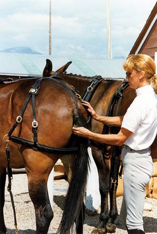 MULE CROSSING: Showing in Harness – Mule, Donkey & Horse Training with ...