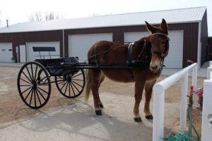 MULE CROSSING: Showing in Harness – Mule, Donkey & Horse Training with ...