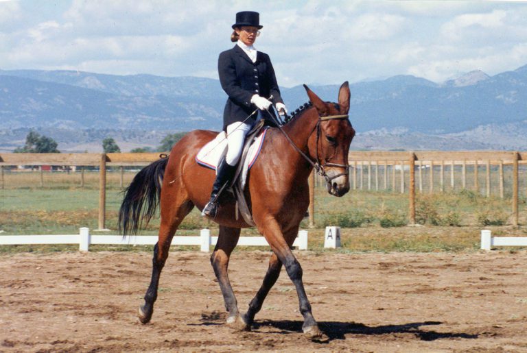 MULE CROSSING: Dancing with Mules – Mule, Donkey & Horse Training with ...