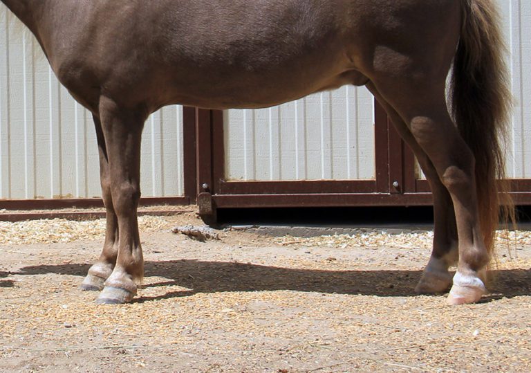 MULE CROSSING: Hoof Differences in Horses, Donkeys and Mules – Mule ...