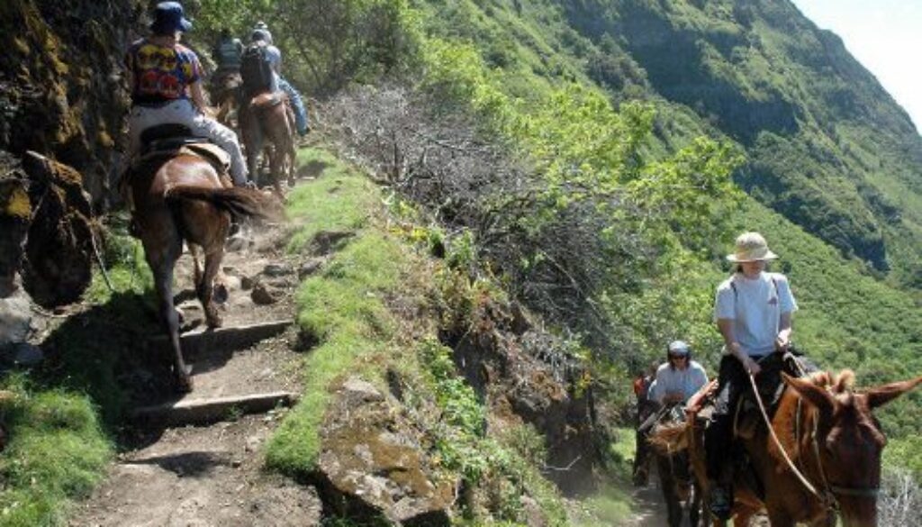 MULE CROSSING: The Mules of Molokai – Mule, Donkey & Horse Training ...