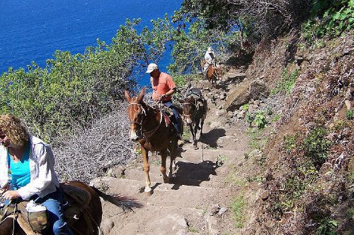 MULE CROSSING: The Mules of Molokai – Mule, Donkey & Horse Training ...
