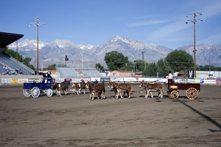 MULE CROSSING: Driving Activities – Mule, Donkey & Horse Training with ...