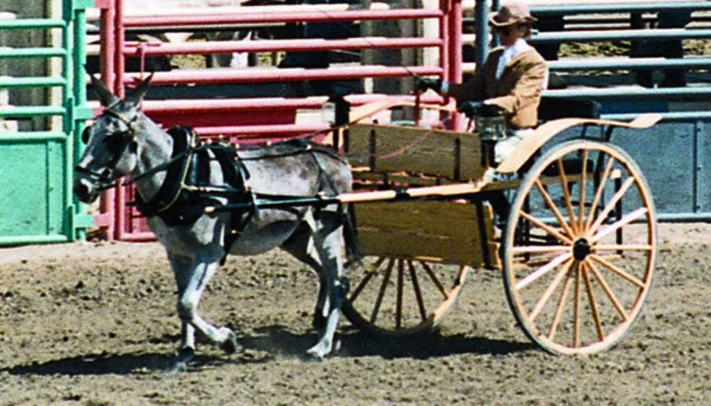 MULE CROSSING: Driving Activities – Mule, Donkey & Horse Training with ...