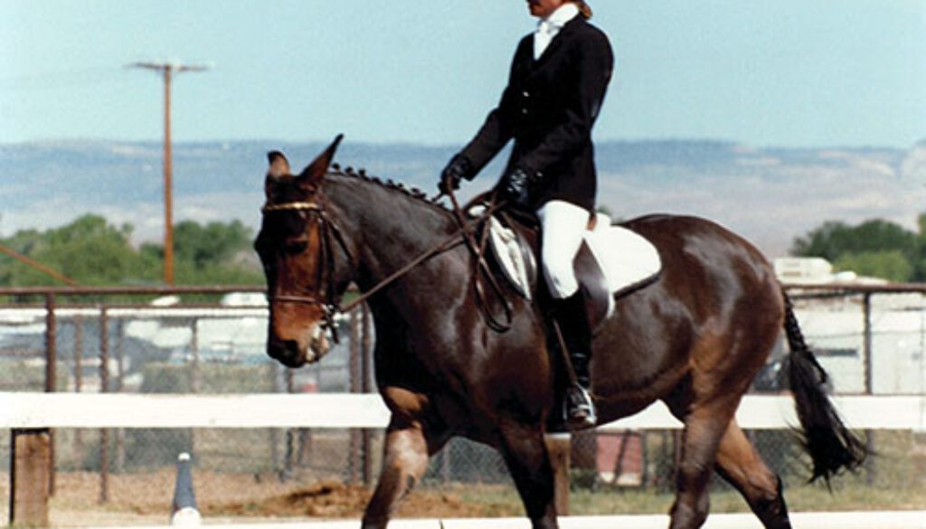 MULE TALK! PODCAST: Why Mules are Exceptional – Mule, Donkey & Horse ...