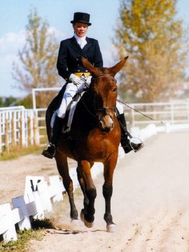 MULE CROSSING: Recognizing Mules as Viable Athletes – Mule, Donkey ...