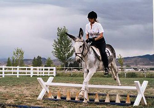 MULE CROSSING: Jumping Mules – Mule, Donkey & Horse Training with ...