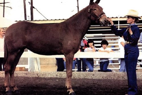 MULE CROSSING: Pre-Pasadena Rose Parade Press Release – Mule, Donkey ...