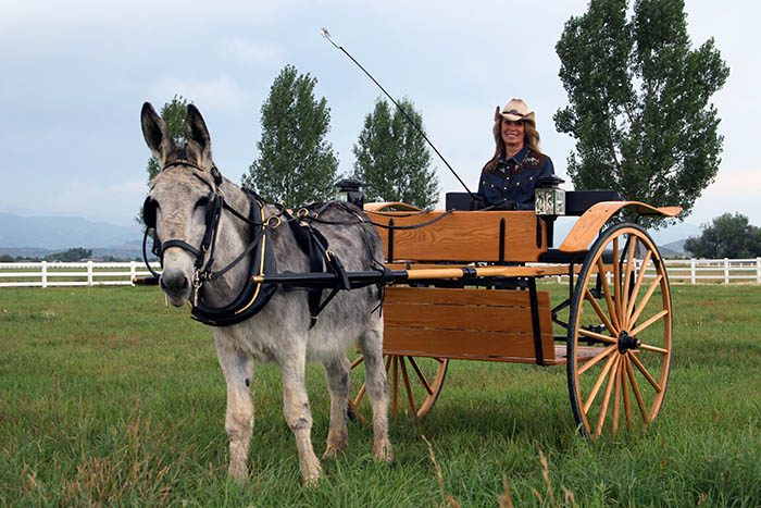 MULE CROSSING: The Language of Longears – Mule, Donkey & Horse Training ...